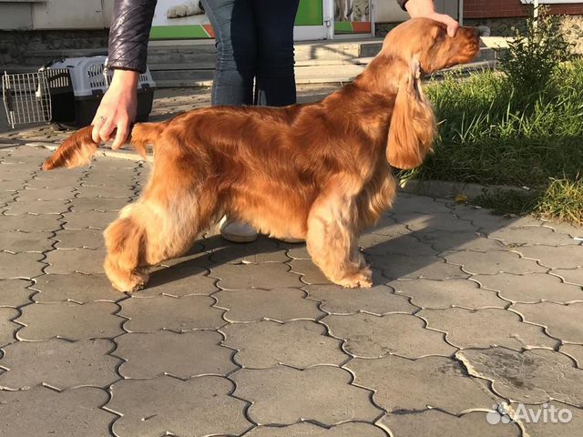 Кобель английского кокер спаниэля для вязки