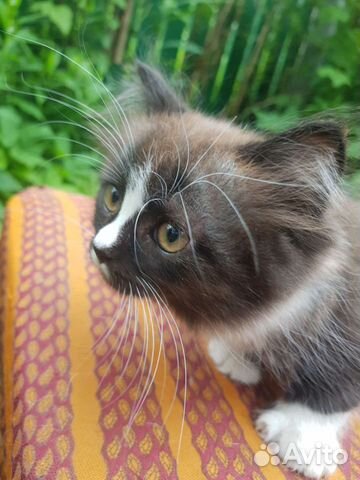 Котятки биколор