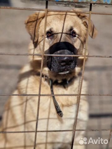 Шарик, крупный пёс в добрые руки