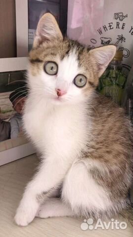 Котёнок в добрые руки
