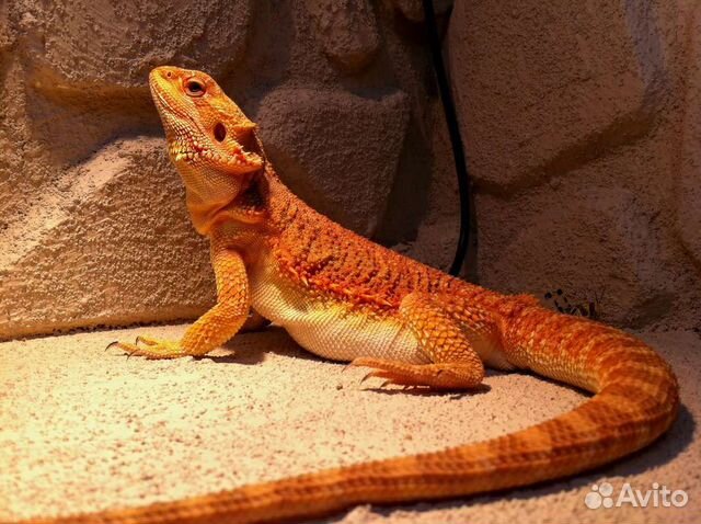 Малыши- Бородатой Агамы