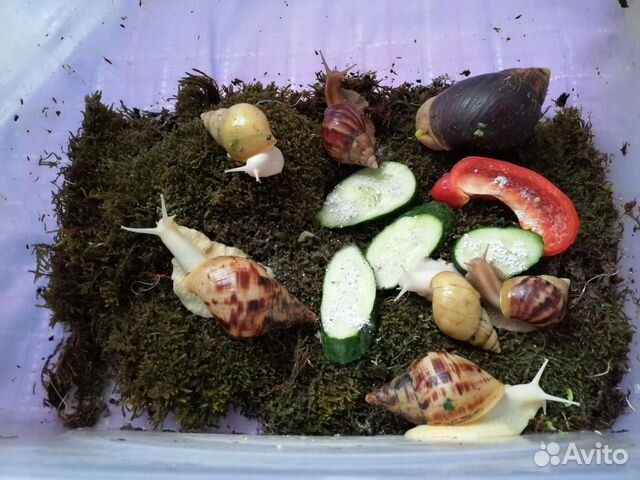 Улитки ахатины большие