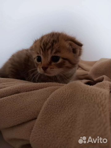 Шотландские котята