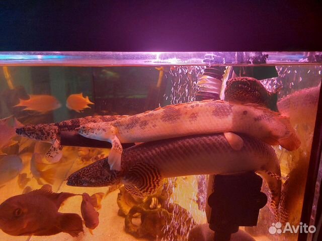 Полиптерус орнатипинис и Эндлихера