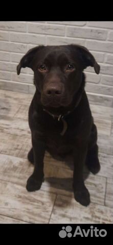 Кобель лабрадора вязка