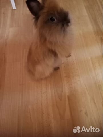 Декоративный кролик с клеткой