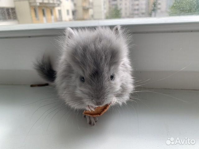 Фиоангора 67 носитель сапфира