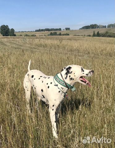 Кобель на вязку