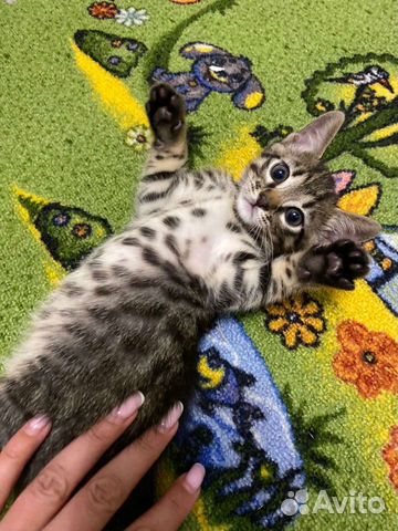 Бенгальские котята 5000