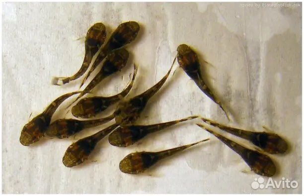 Обменяю мальков анциструсов на водоросли