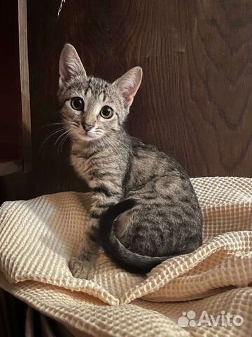 Котенок-кошка, 3,5 мес