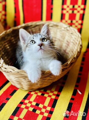 Котик