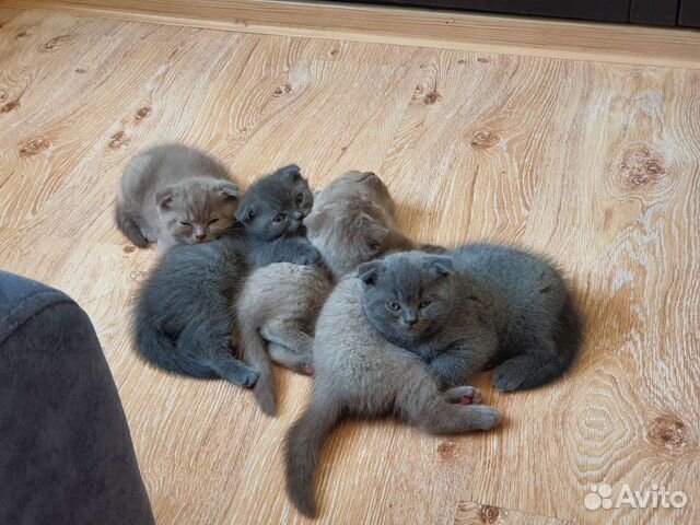 Британские вислоухие котята