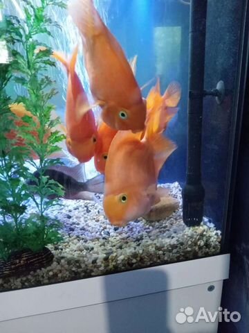 Рыба попугай