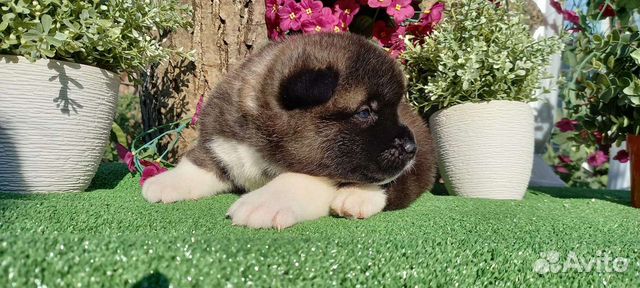 Мишки Акита