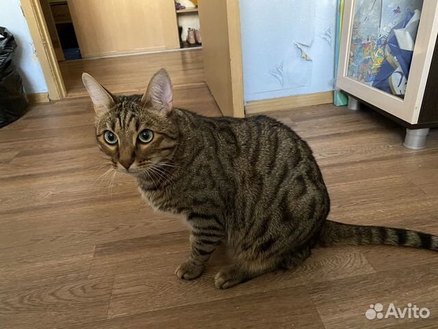 Кот бенгал в добрые руки