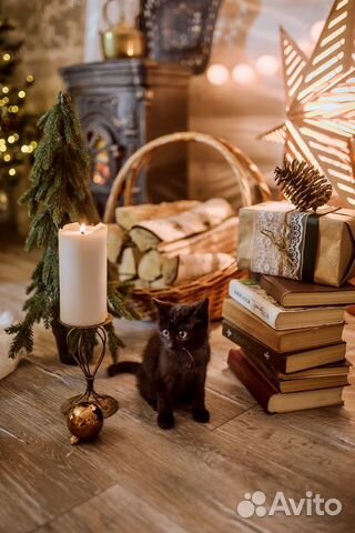 Котенок Уголек