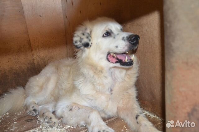 Собаки бесплатно в добрые руки