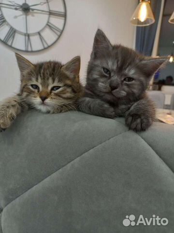 Шотландские котята