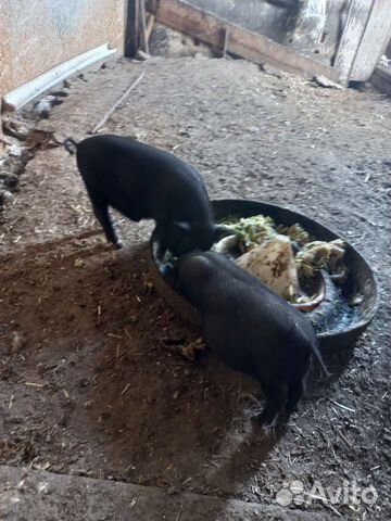 Вьетнамские вислобрюхие поросята