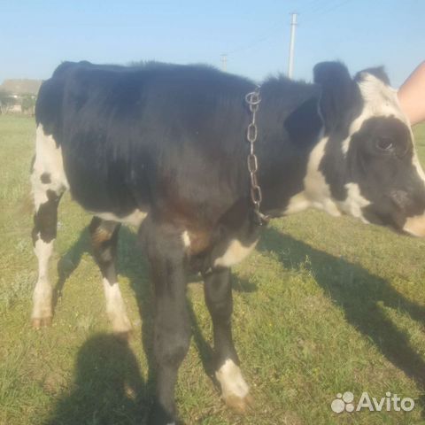 Теленок бычок 3 месяца