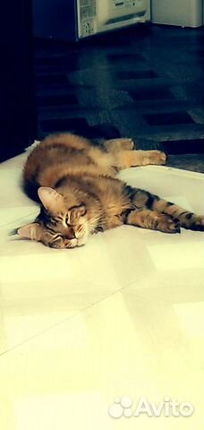 Кошки майкун