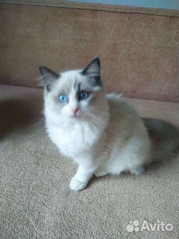 Ragdoll в разведение Jessica