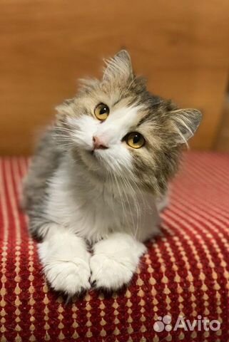 Кот