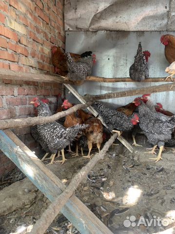 Питухи кучинские плимутрок