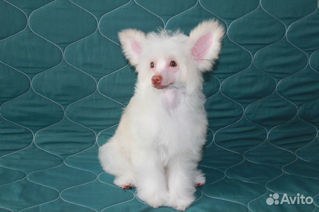 Мини-девочка Китайской хохлатой собаки