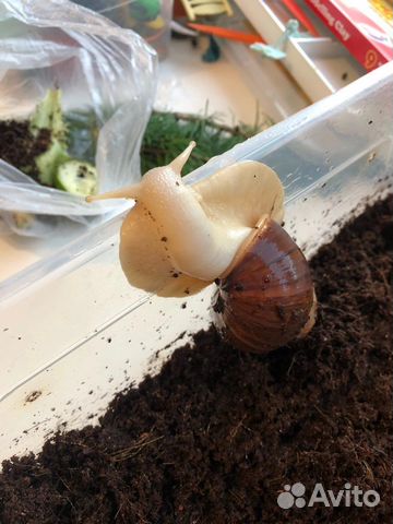 Улитка Ахатина