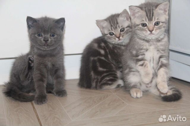 Шотландские котята девочки