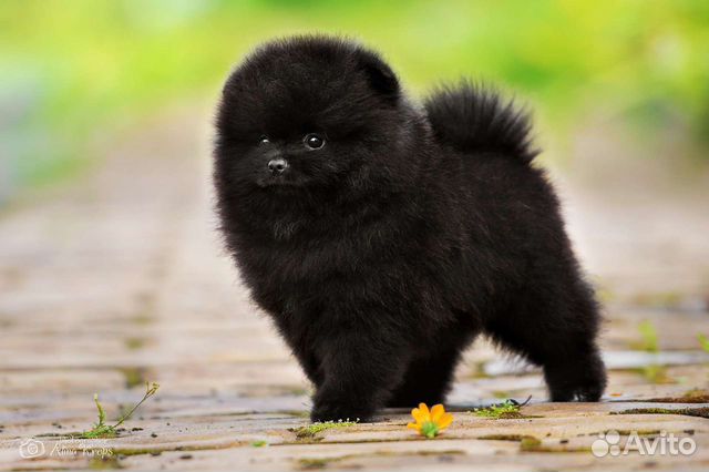 Померанский шпиц, мальчик, 2,5 месяца