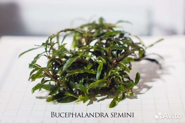 Буцефаландры