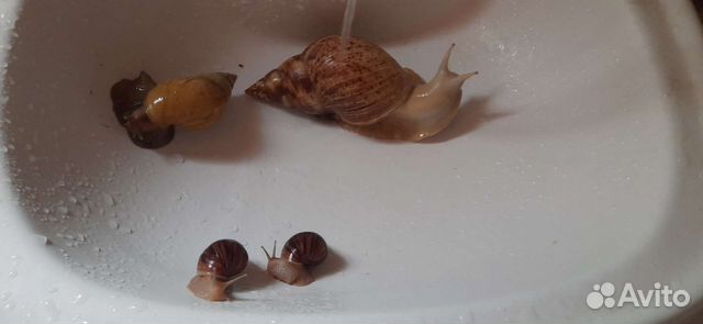 Улитки ахатины