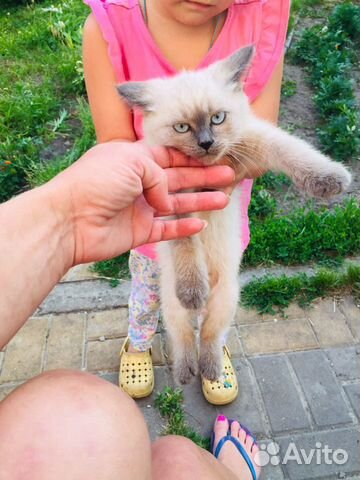 Котята в добрые руки
