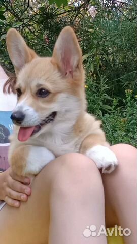 Вельш Корги Пемброк Бриттани Аллен