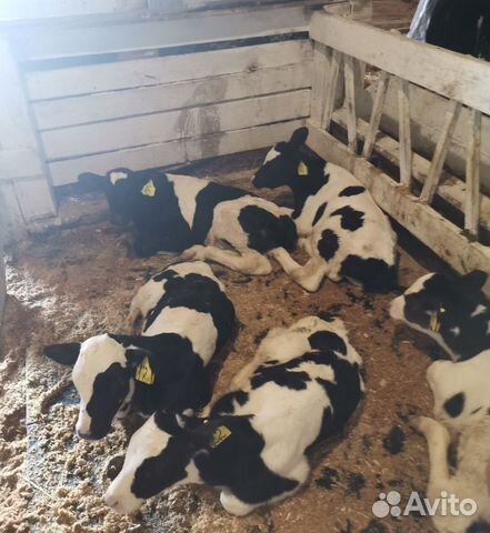 Телята бычки