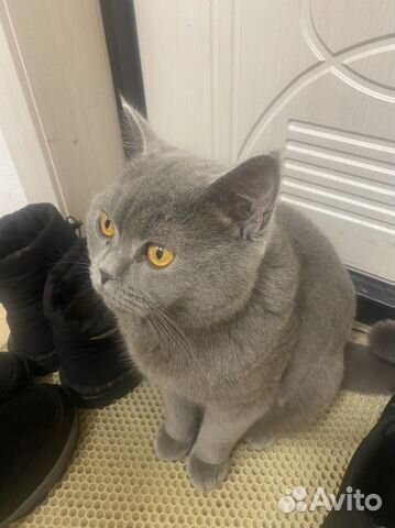 Британский кошарик