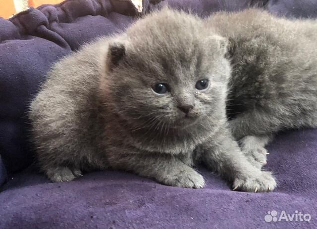 Британские вислоухие котята