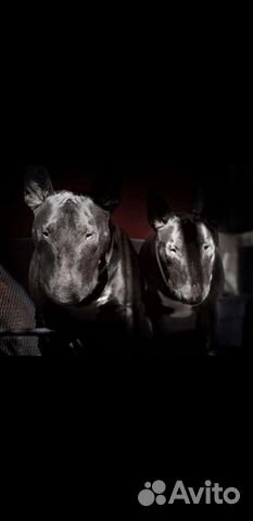 Щенки стандартного бультерьера