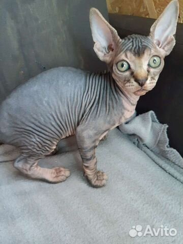 Канадский сфинкс