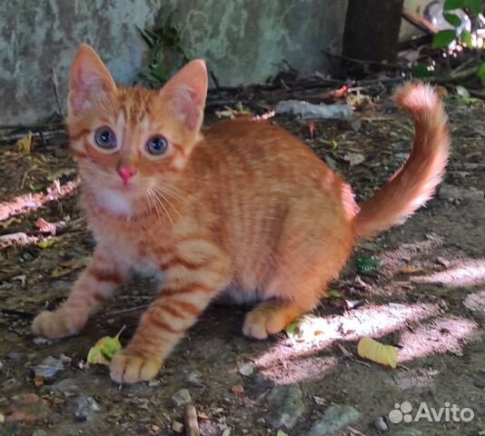 Котята рыжий в добрые руки бесплатно