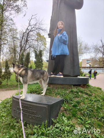 Лучший друг и просто красивая собака