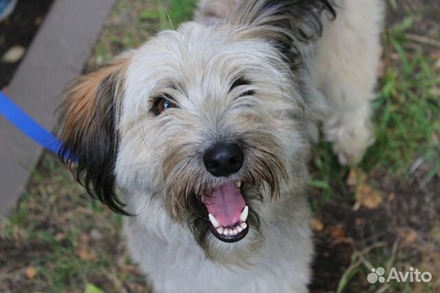 Пушистая красотка в добрые руки