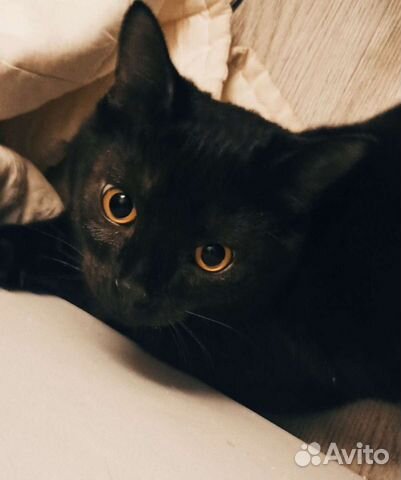 Ищем кошку для вязки