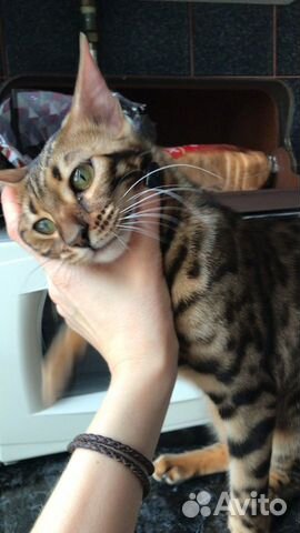 Бенгальская кошка