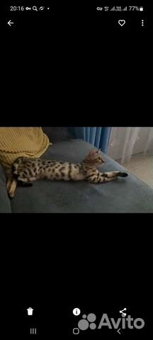 Бенгальская кошка