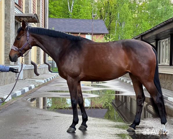 Молодая кобыла в конкур