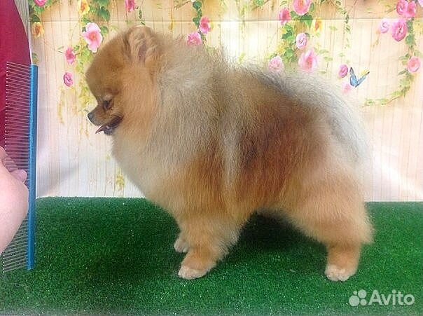 Шпиц кобель Юный чемпион РФ на вязку